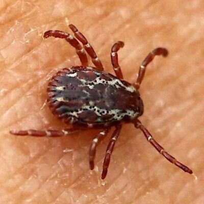 If you find a tick inside your home, here’s what you need to know — STORIES