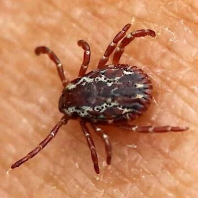 If you find a tick inside your home, here’s what you need to know — STORIES