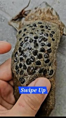 The Astonishing Birth of the Surinam Toad: Nature’s Living Nursery ...