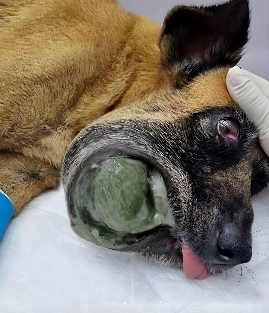 Local community fights to save him - STORIES