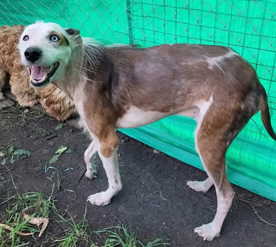 No hope left, No hand to help — His Desperate, Scared Gaze Pierced My ...