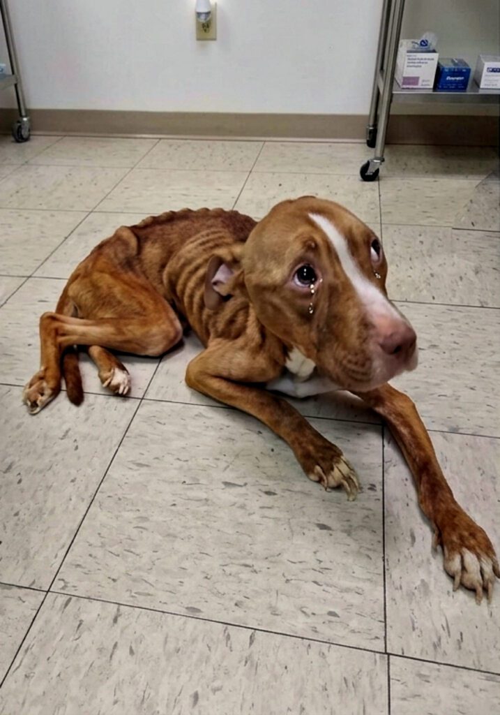 Her bσdy reduced to skin and bones, weak, exhausted, and barely holding ...